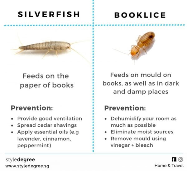 12 Common Flies In Singapore Homes & How To Get Rid Of Them - Style Degree