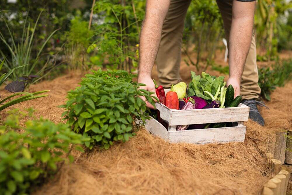 Home Grown Produce - StyleMag - Style Degree